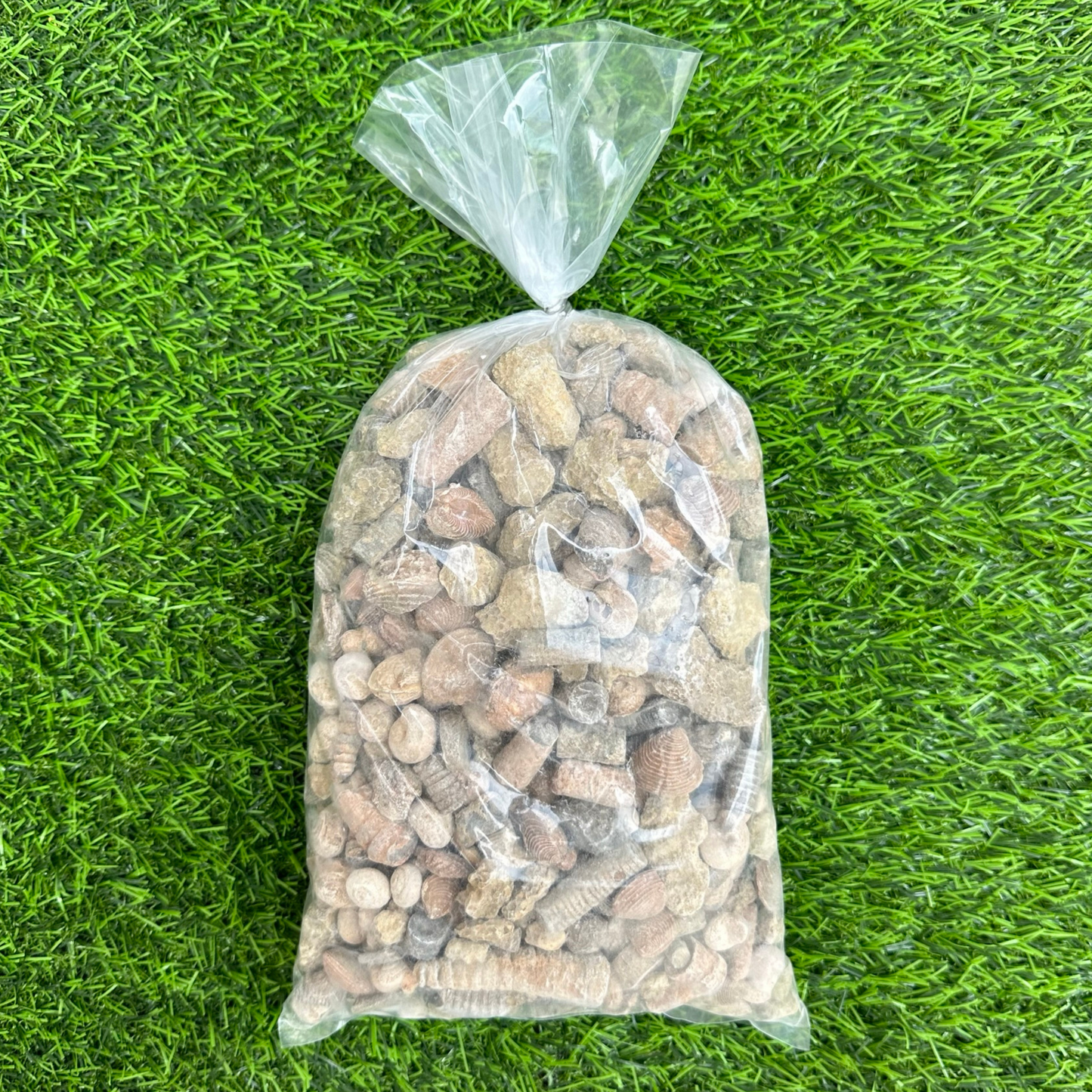 Fossil Mix | Bag of Genuine Fossils! – Sluiceboy Prospecting LLC